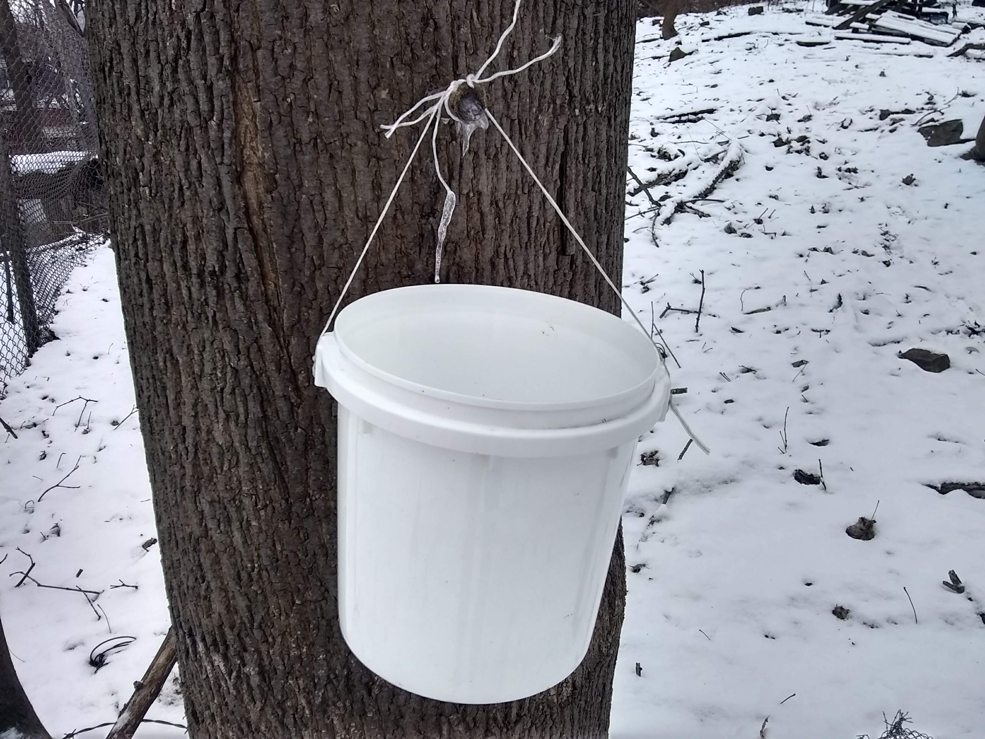Making Maple Mead from Sap – Pittsburgh County Fair