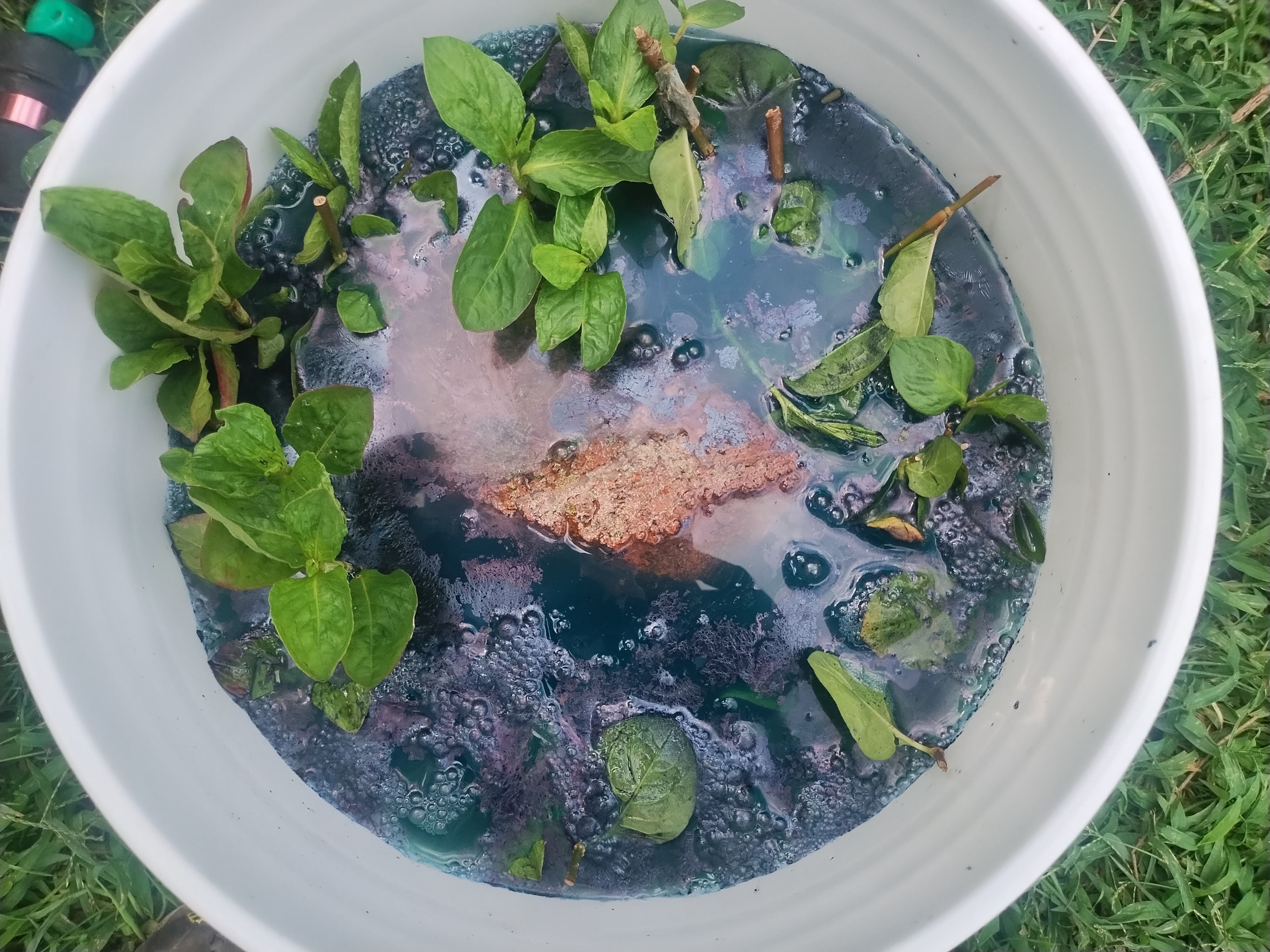 Growing & Making Fermented Indigo Dye – Pittsburgh County Fair